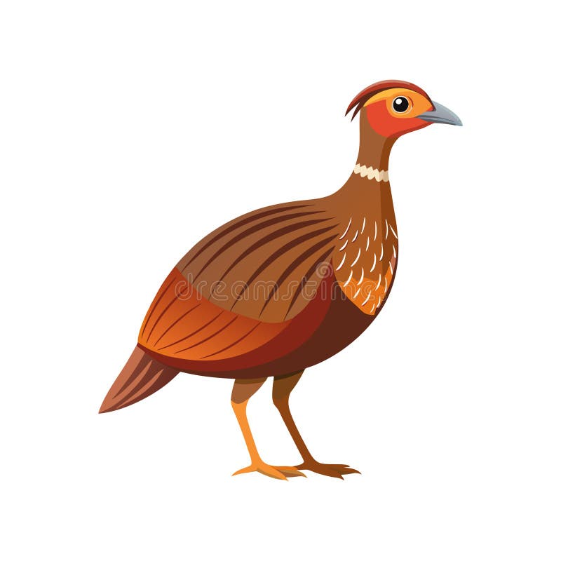 Stunning Choco Tinamou Bird Representation Stock Illustration ...