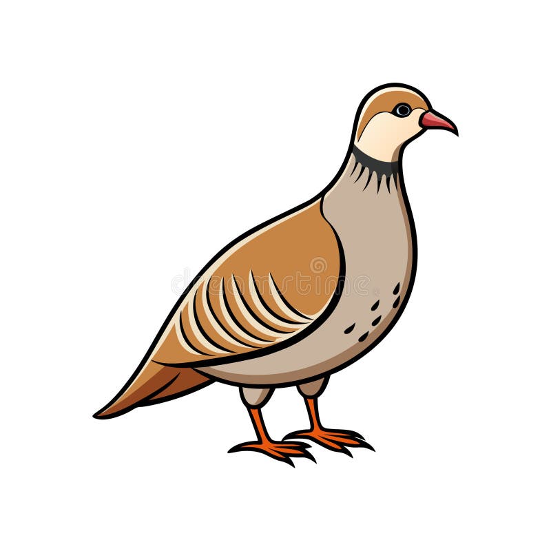 Chukar Stock Illustrations – 93 Chukar Stock Illustrations, Vectors ...