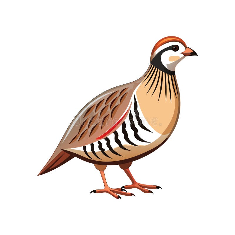 Stunning Chukar Bird Representation Stock Image - Illustration of color ...