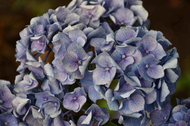 Stunning Close Up of Blue and Purple Hydrangea Flowers Stock Photo ...