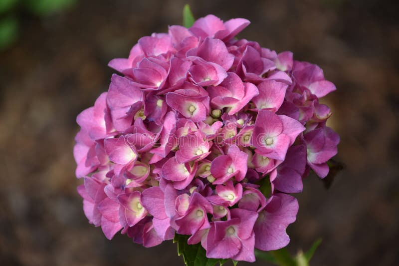 Stunning Close Up of a Pink Flowering Hydrangea Stock Photo - Image of ...