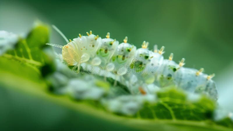 A Stunning Closeup of a Tiny Translucent Larva Eating Its Way through a ...