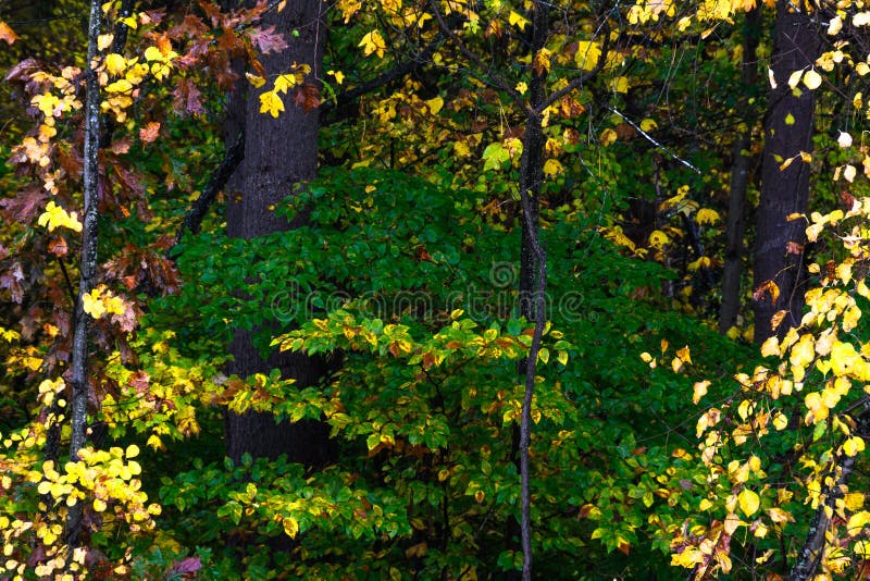 Stunning Colors of Autumn Hidden Deep in the Green Forest Stock Image ...