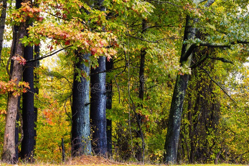 Stunning Colors of Autumn Hidden Deep in the Green Forest Stock Image ...