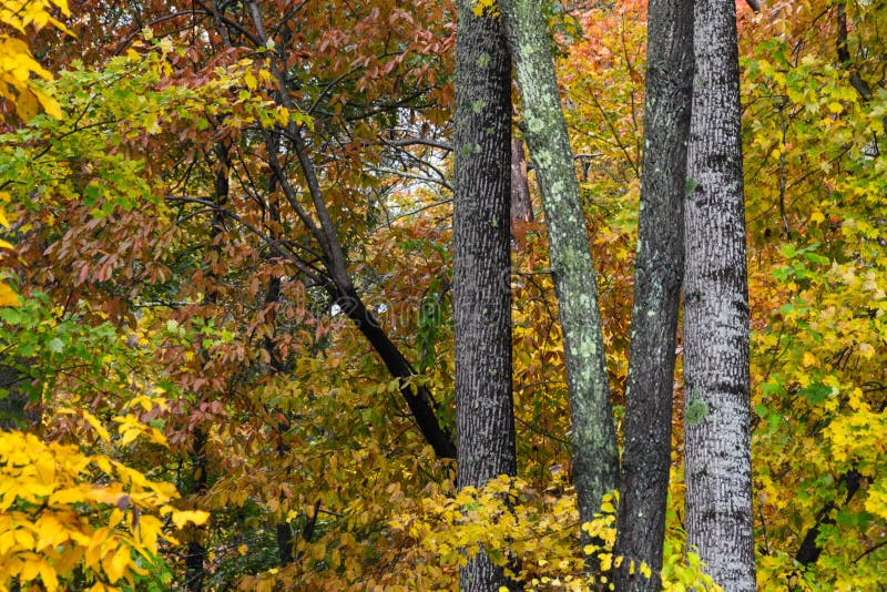 Stunning Colors of Autumn Hidden Deep in the Green Forest Stock Photo ...