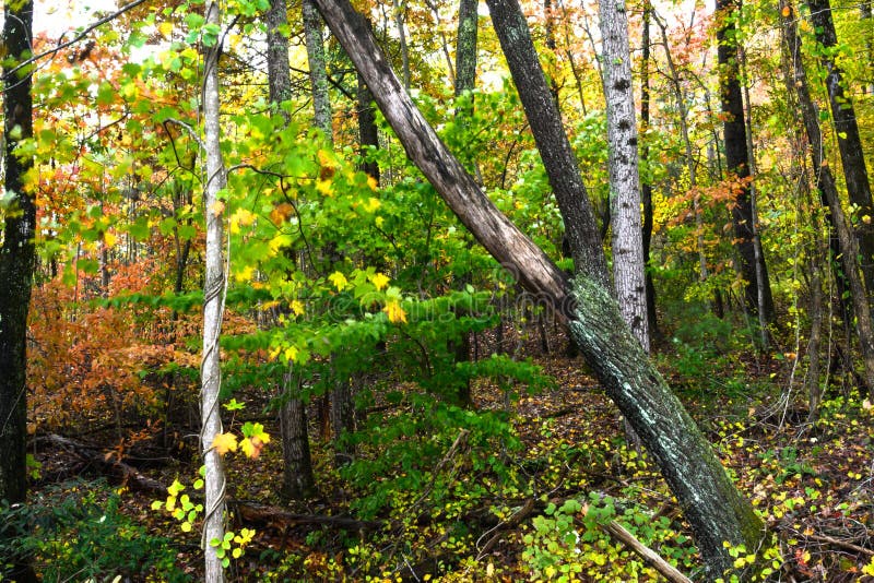 Stunning Colors of Autumn Hidden Deep in the Green Forest Stock Photo ...