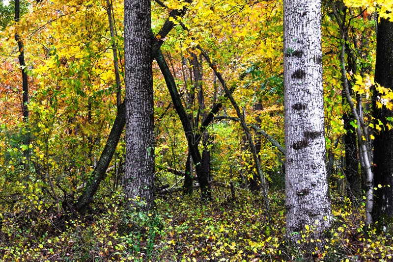 Stunning Colors of Autumn Hidden Deep in the Green Forest Stock Image ...