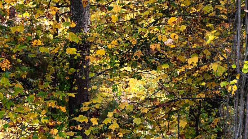 Stunning Colors of Autumn Hidden Deep in the Green Forest Stock Photo ...