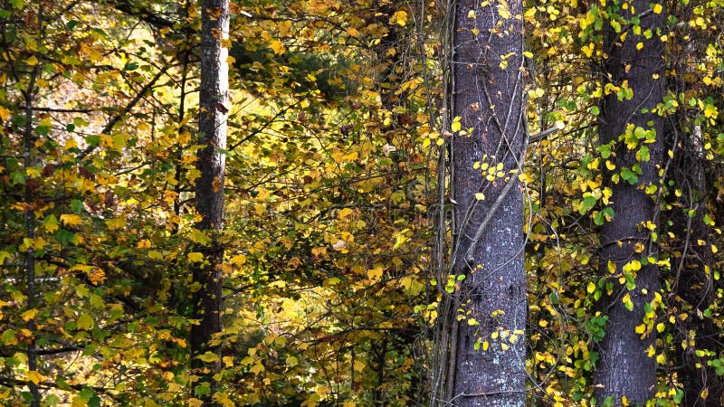 Stunning Colors of Autumn Hidden Deep in the Green Forest Stock Image ...