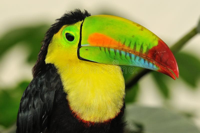 Rainbow Toucan stock image. Image of claws, rainbow, toucan - 14585757
