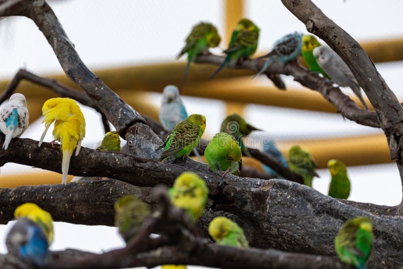 Stunning Colourful Budgies stock image. Image of bird - 196083739