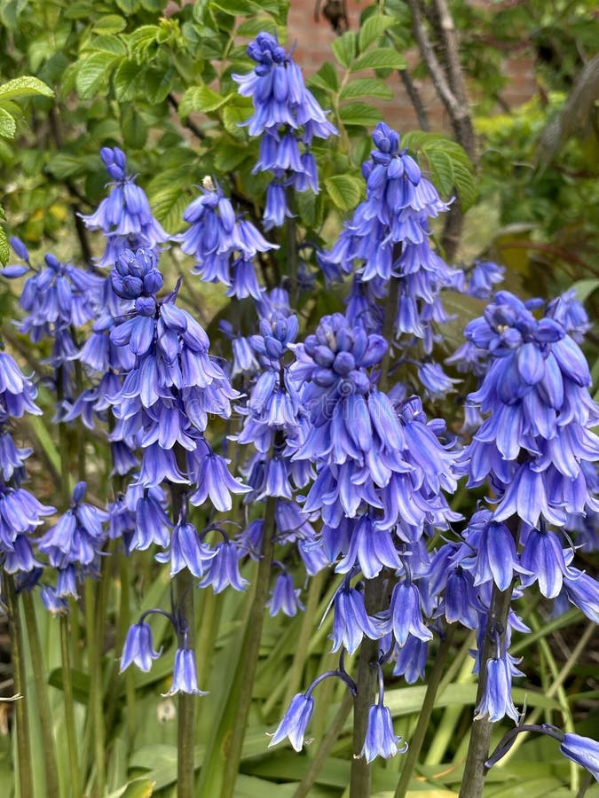 Stunning Common Bluebell Flower in Full Bloom Stock Image - Image of ...