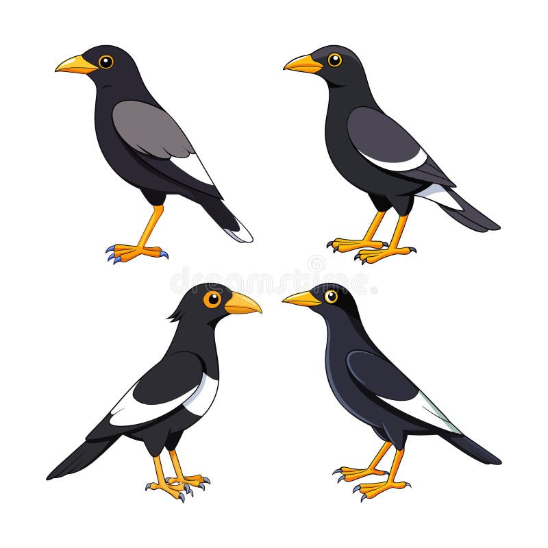 Stunning Common Hill Myna Art Stock Vector - Illustration of elegant ...