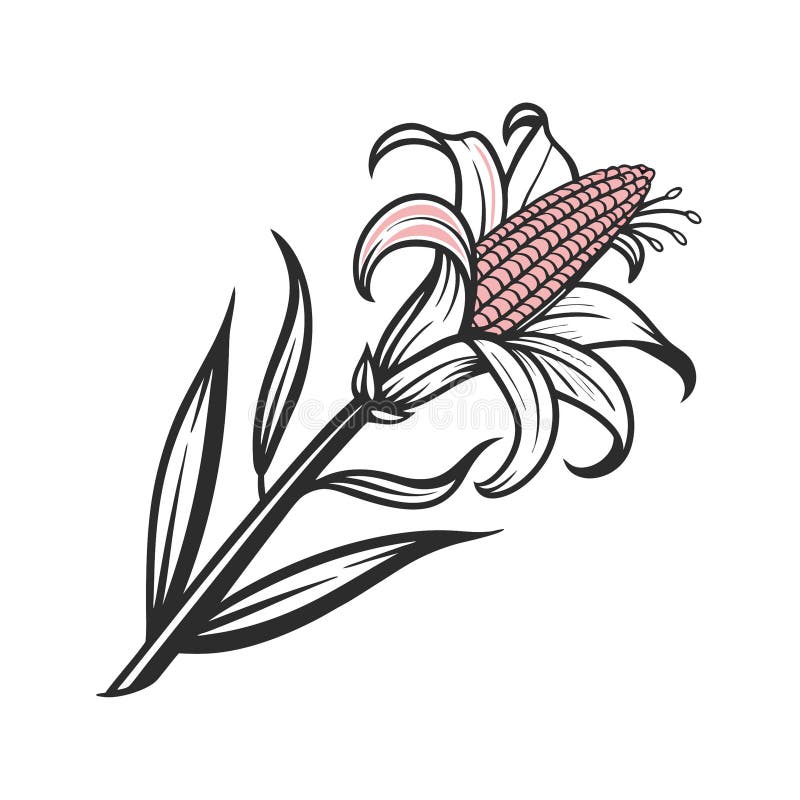 Stunning Corn Ears Flower Graphic Stock Illustration - Illustration of ...