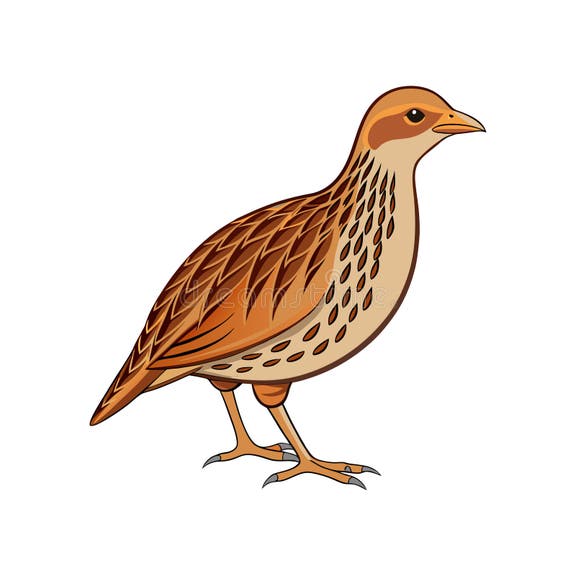 Stunning Corncrake Nature Illustration Stock Illustration ...