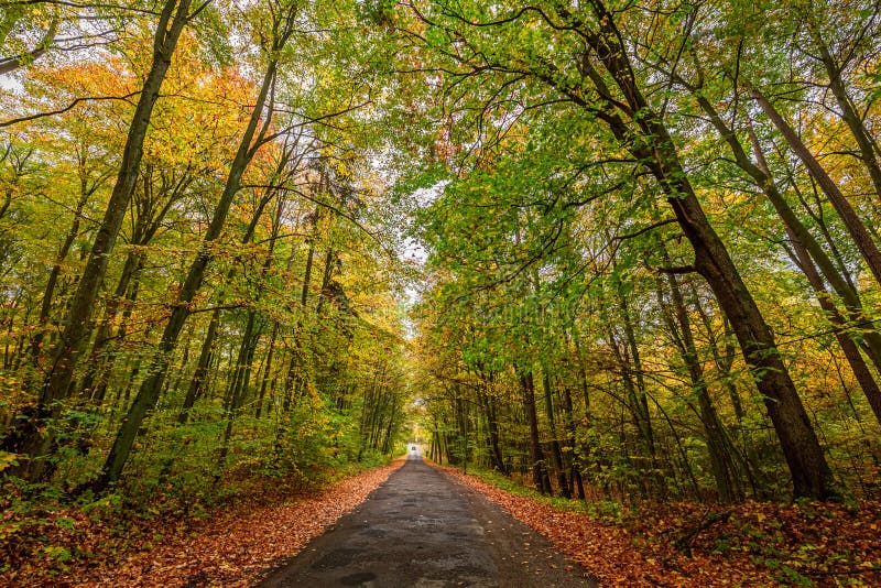 Stunning Country Road in the Forest Stock Photo - Image of green ...
