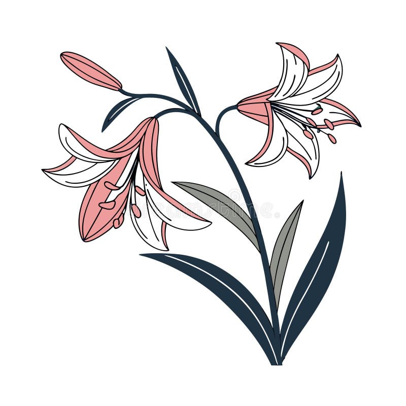 Stunning Cow Lilly Flower Artwork Stock Illustration - Illustration of ...