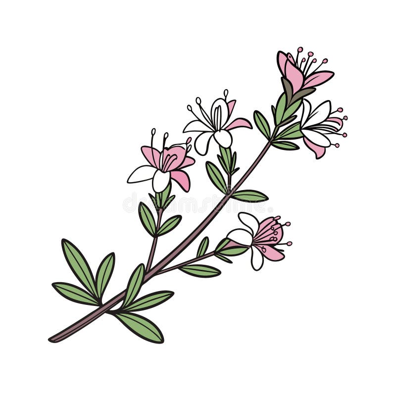 Stunning Creeping Thyme Flower Graphic Stock Illustration ...