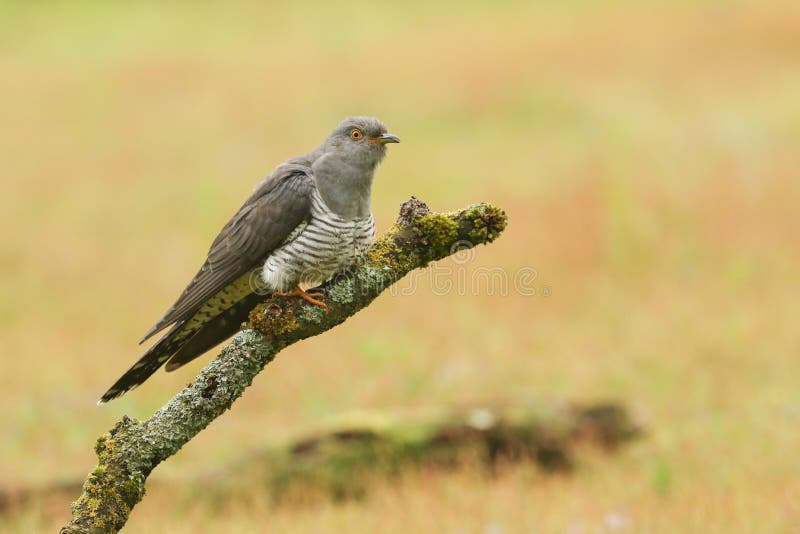 A Stunning Cuckoo Cuculus Canorus Perching on a Branch in a Meadow at ...