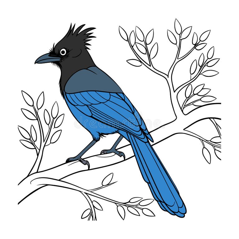 Stunning Curl-crested Jay Bird Illustration Stock Illustration ...