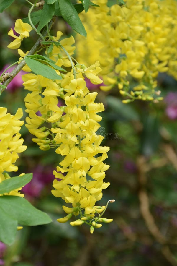 Dangling Stock Photos - Download 6,065 Royalty Free Photos