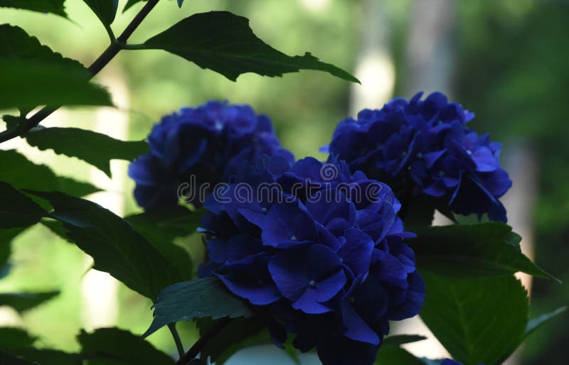 Stunning Dark Blue Cluster of Flowering Hydrangeas Stock Image - Image ...