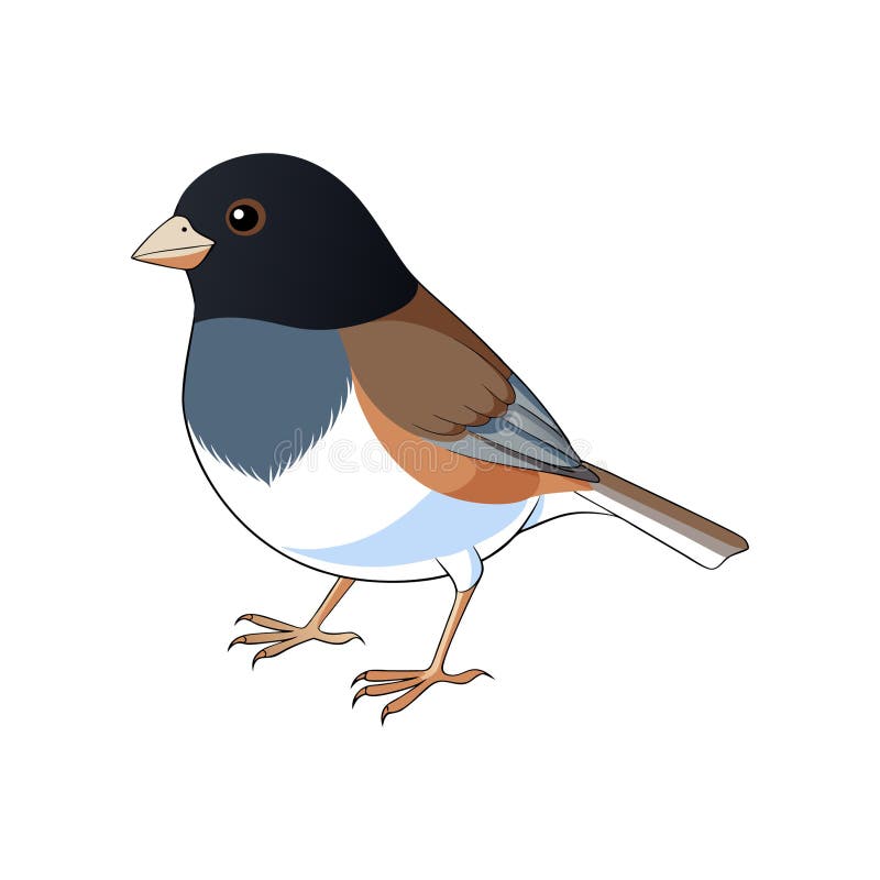 Stunning Dark-eyed Junco Bird Vector Stock Illustration - Illustration ...