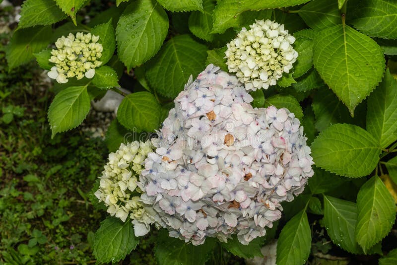 Hydrangea Progression Stock Photos - Free & Royalty-Free Stock Photos ...