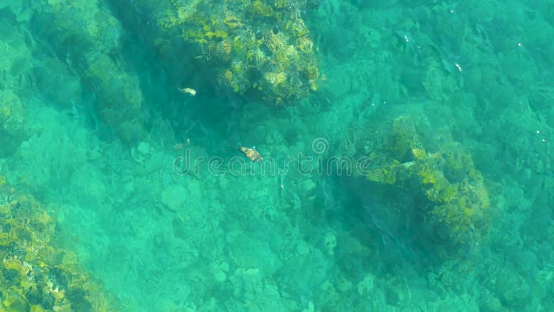Fish Backbones Stock Footage & Videos - 2 Stock Videos