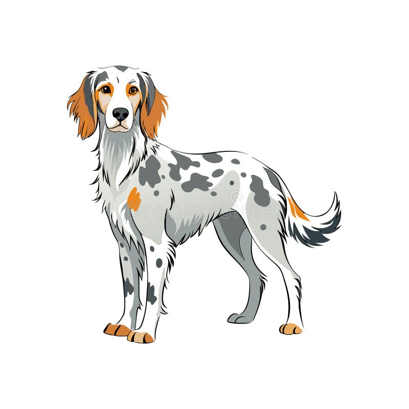 Stunning English Setter Illustration for Displays Stock Illustration ...