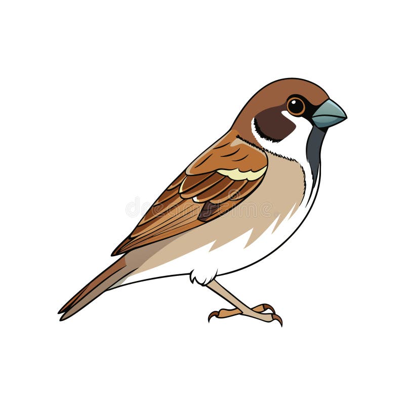 Stunning Eurasian Tree Sparrow Illustration Stock Photo - Illustration ...