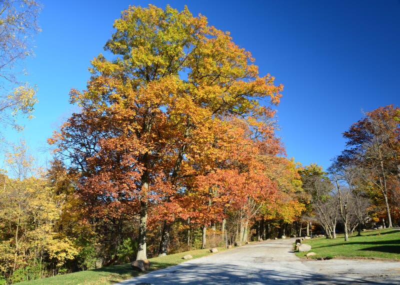 Stunning Fall Foliage in Cleveland Stock Photo - Image of plant, plants ...