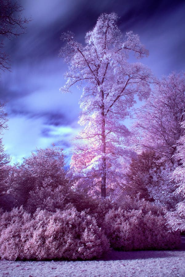 Stunning False Color Infrared Forest Landscape Image Stock Photo ...