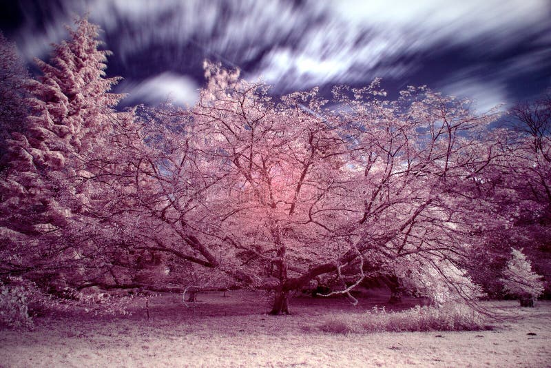 Stunning False Color Infrared Forest Landscape Image Stock Image ...