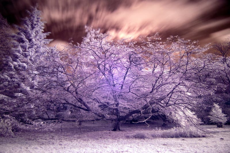 Stunning False Color Infrared Forest Landscape Image Stock Photo ...