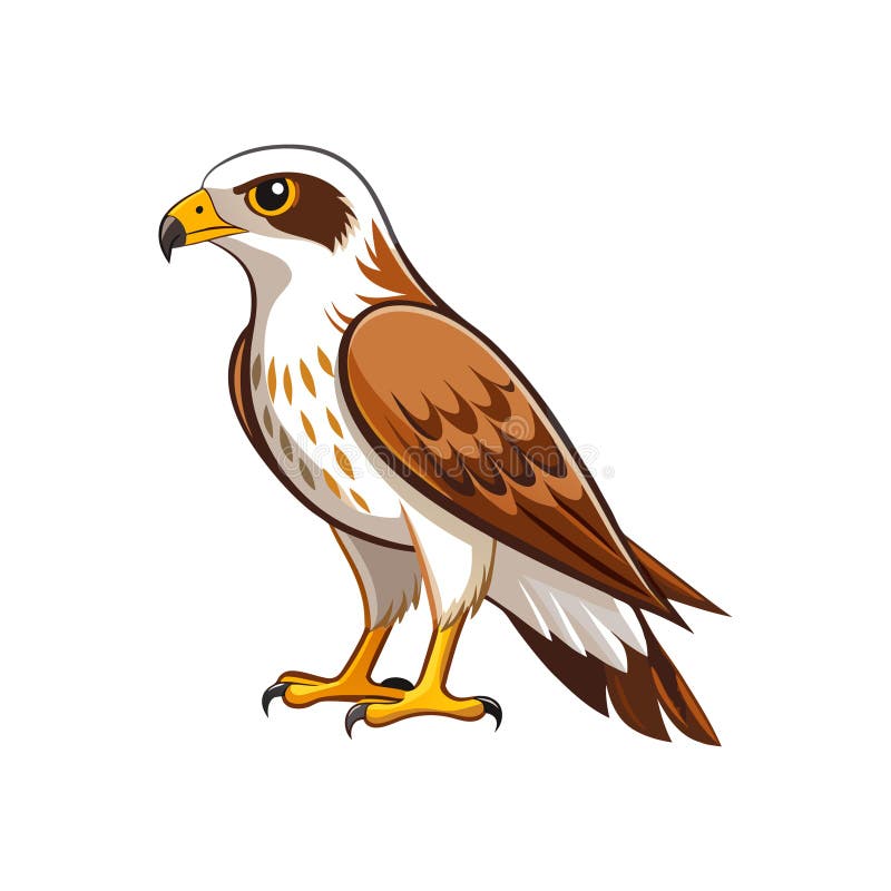 Stunning Ferruginous Hawk Nature Illustration Stock Illustration ...
