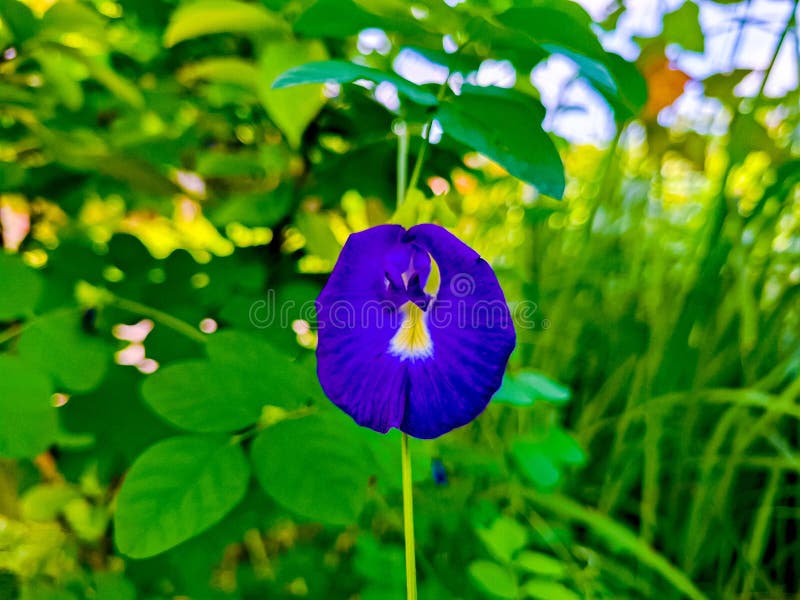 A Stunning Flower Shot in Details. Stock Image - Image of flower ...