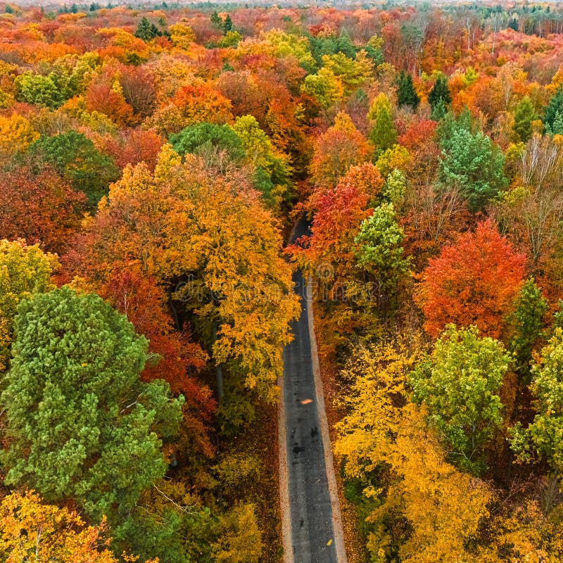 Stunning Forest in the Autumn Separated by Black Road Stock Photo ...