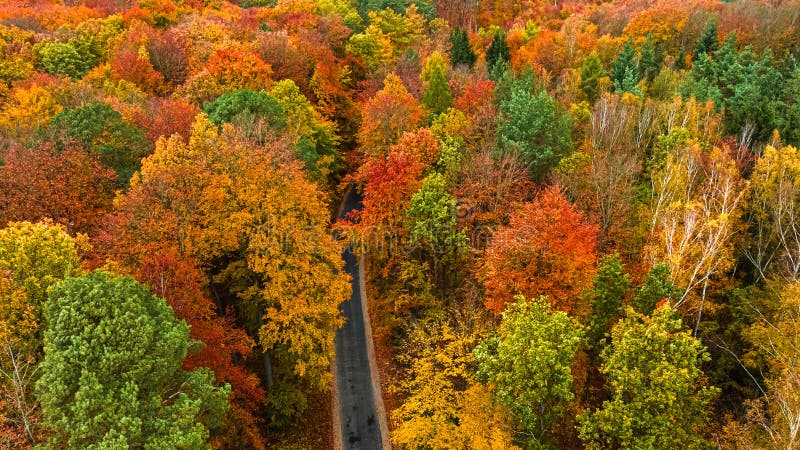 Stunning Forest in the Fall Separated by a Road Stock Image - Image of ...