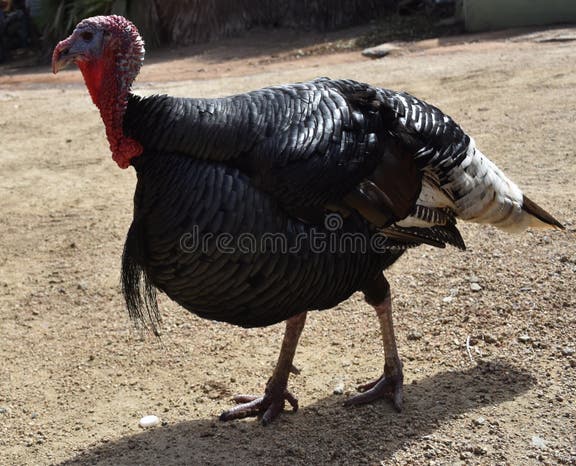 Stunning Free Range Wild Turkey Wandering the Grounds Stock Image ...