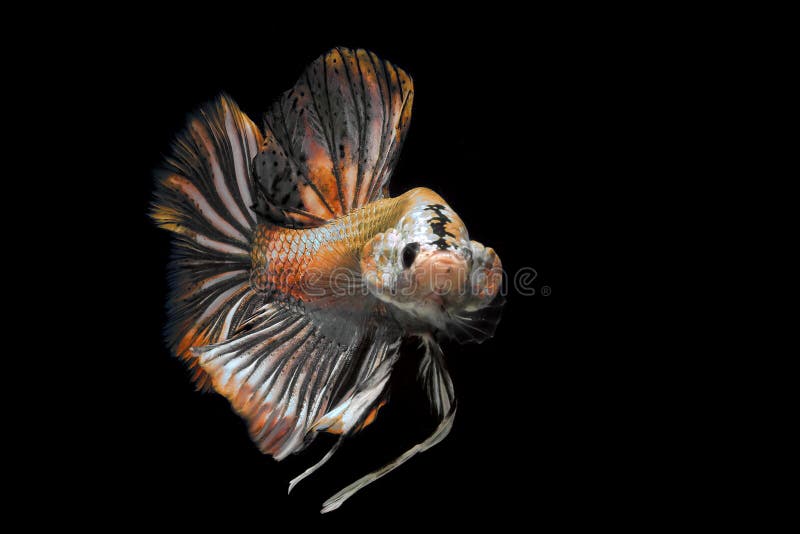 Stunning Golden Betta Fish on Blackground Stock Photo - Image of ...