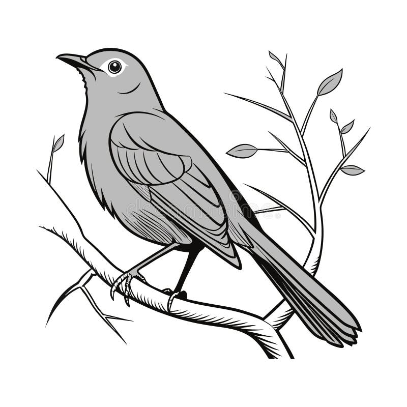 Stunning Gray Catbird Bird Design Stock Photo - Illustration of catbird ...