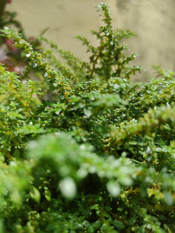 The Stunning Green Color of Weed Leaves Stock Image - Image of green ...