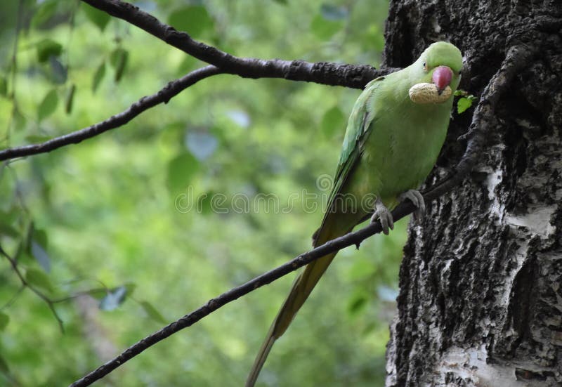 Stunning Green Parrot Holding a Peanut in His Beak Stock Image - Image ...
