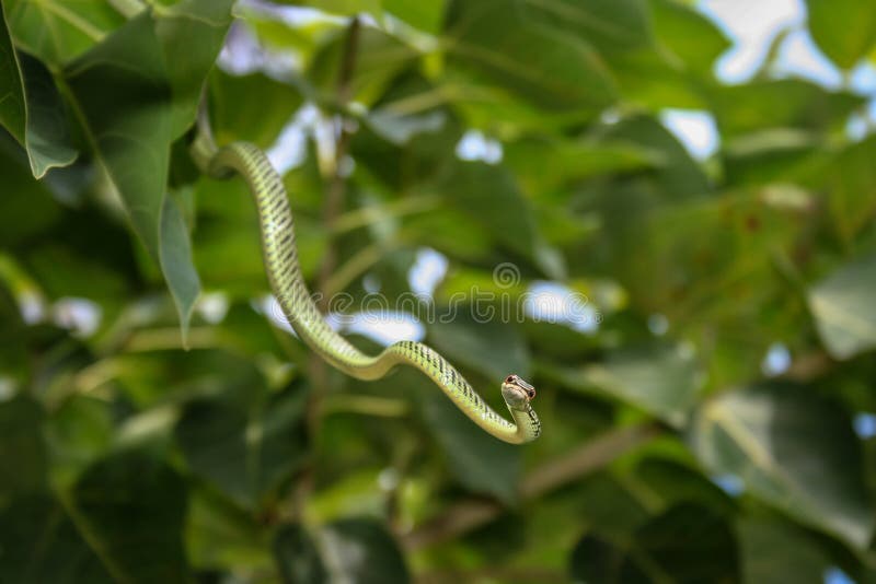 A Stunning Green Reptile Snake in a Tree Stock Image - Image of tree ...