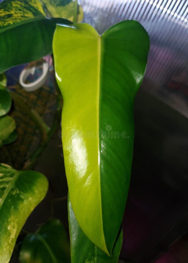 Stunning Half Moon Leaf of Philodendron Domesticum Variegated Stock ...