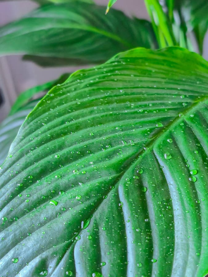 A Stunning, High-resolution Macro Photo of a Fresh Green Leaf Stock ...