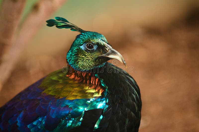 Stunning Himalayan Monal in His Enclosure at the Brooklyn Zoo Stock ...