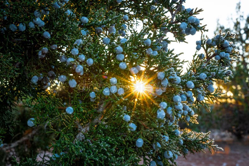 Blueberry Juniper Tree at Sunrise Stock Photo - Image of dusk, colorful ...