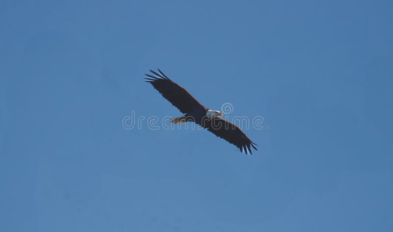 Majestic Raptor in Flight, Adult American Bald Eagle Stock Image ...